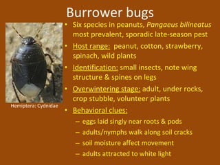 Soil Insect Pests of Peanuts | PPT | Agriculture | Industries