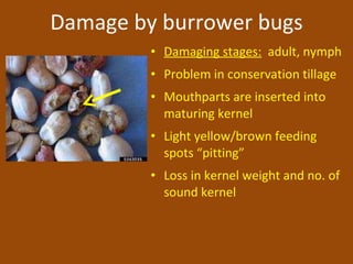 Soil Insect Pests of Peanuts | PPT | Agriculture | Industries
