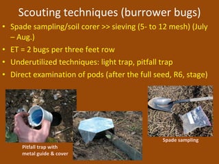 Soil Insect Pests of Peanuts | PPT | Agriculture | Industries