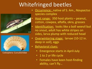 Soil Insect Pests of Peanuts | PPT | Agriculture | Industries