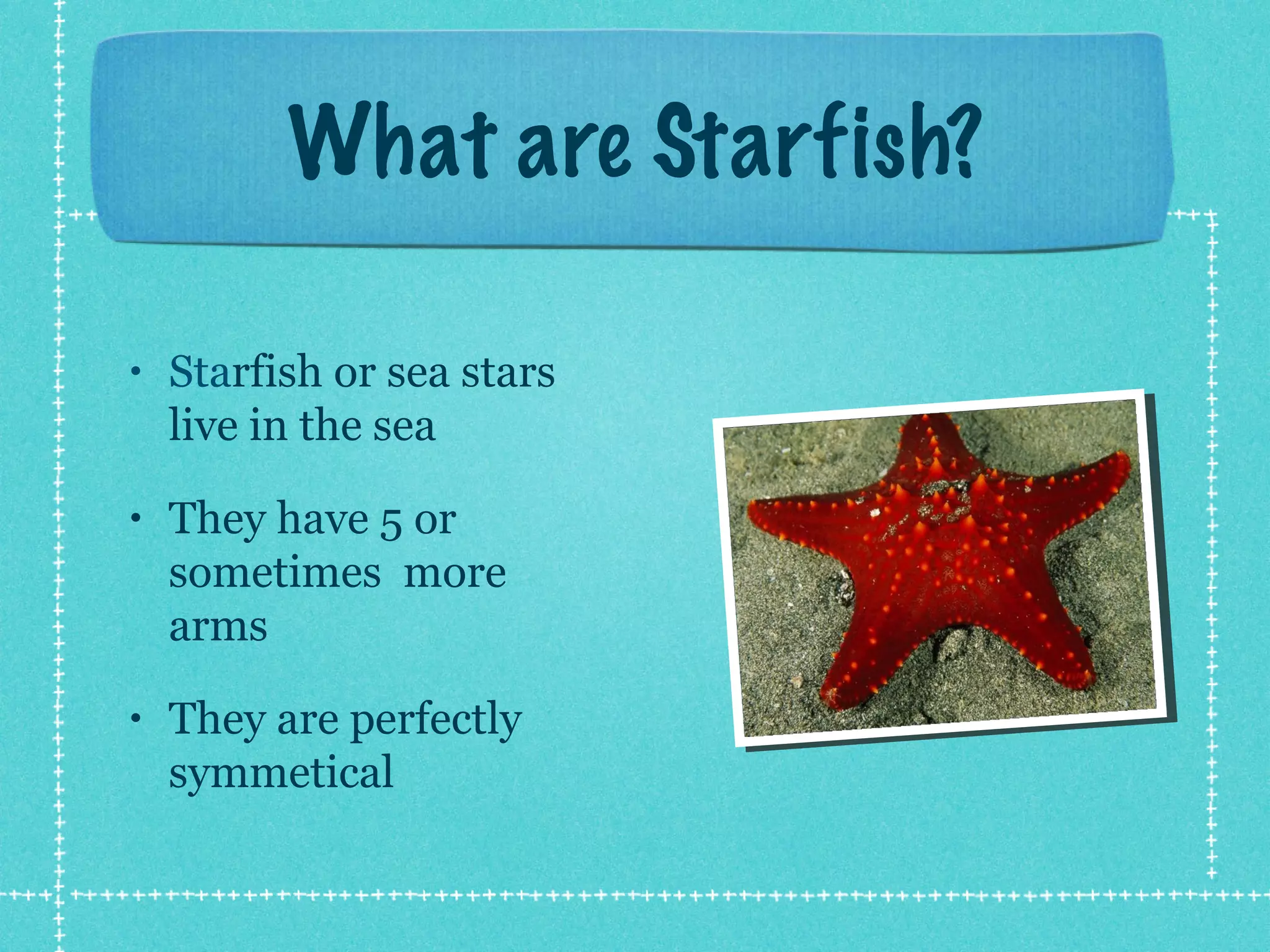 Am starfish project | PPT