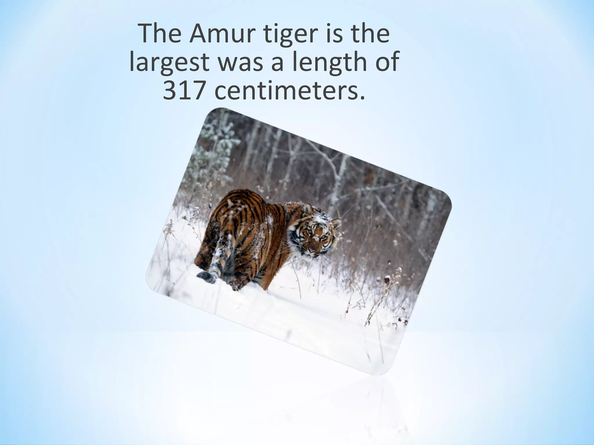 Amur tigers | PPT