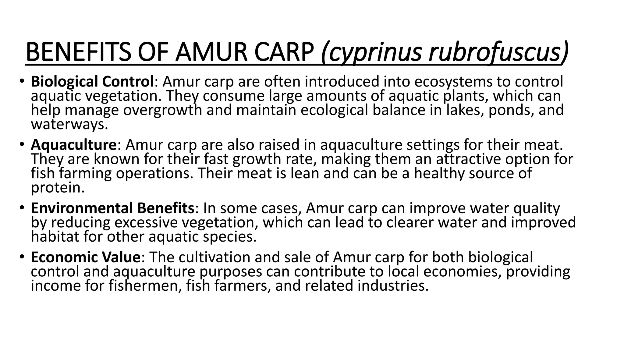 Amur carp karan aquafarming (fac -423).pptx