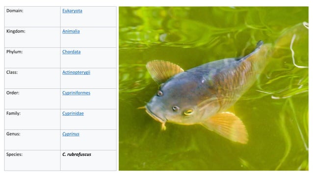 Amur carp karan aquafarming (fac -423).pptx