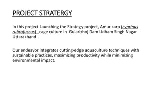 Amur carp karan aquafarming (fac -423).pptx