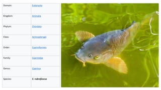 Amur carp karan aquafarming (fac -423).pptx