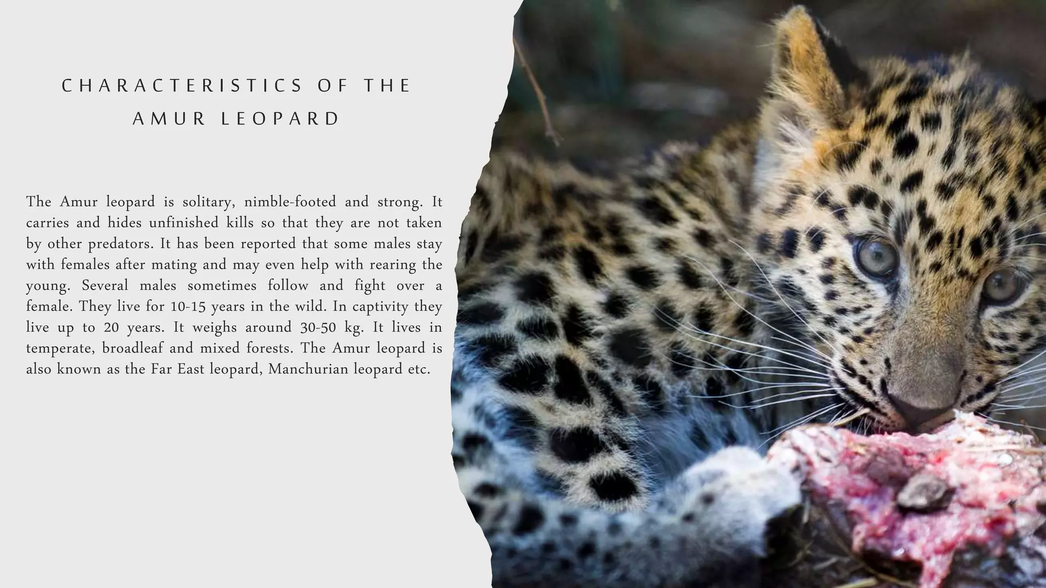 Amur Leopard-By Siddhartha Goswami | PPTX
