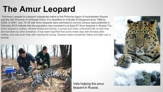 Amur leopard stevan | PPTX