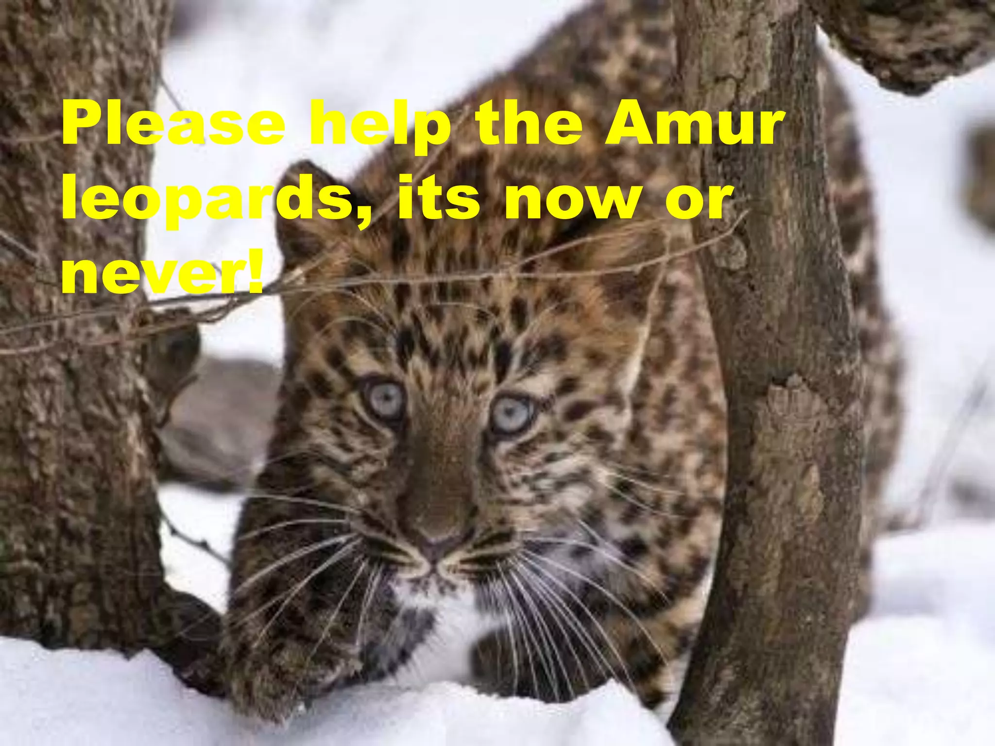 Amur leopards | PPTX
