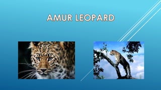 AMUR LEOPARD PROJECT | PPSX