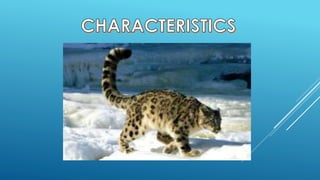 AMUR LEOPARD PROJECT | PPSX
