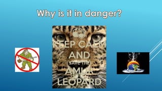 AMUR LEOPARD PROJECT | PPSX