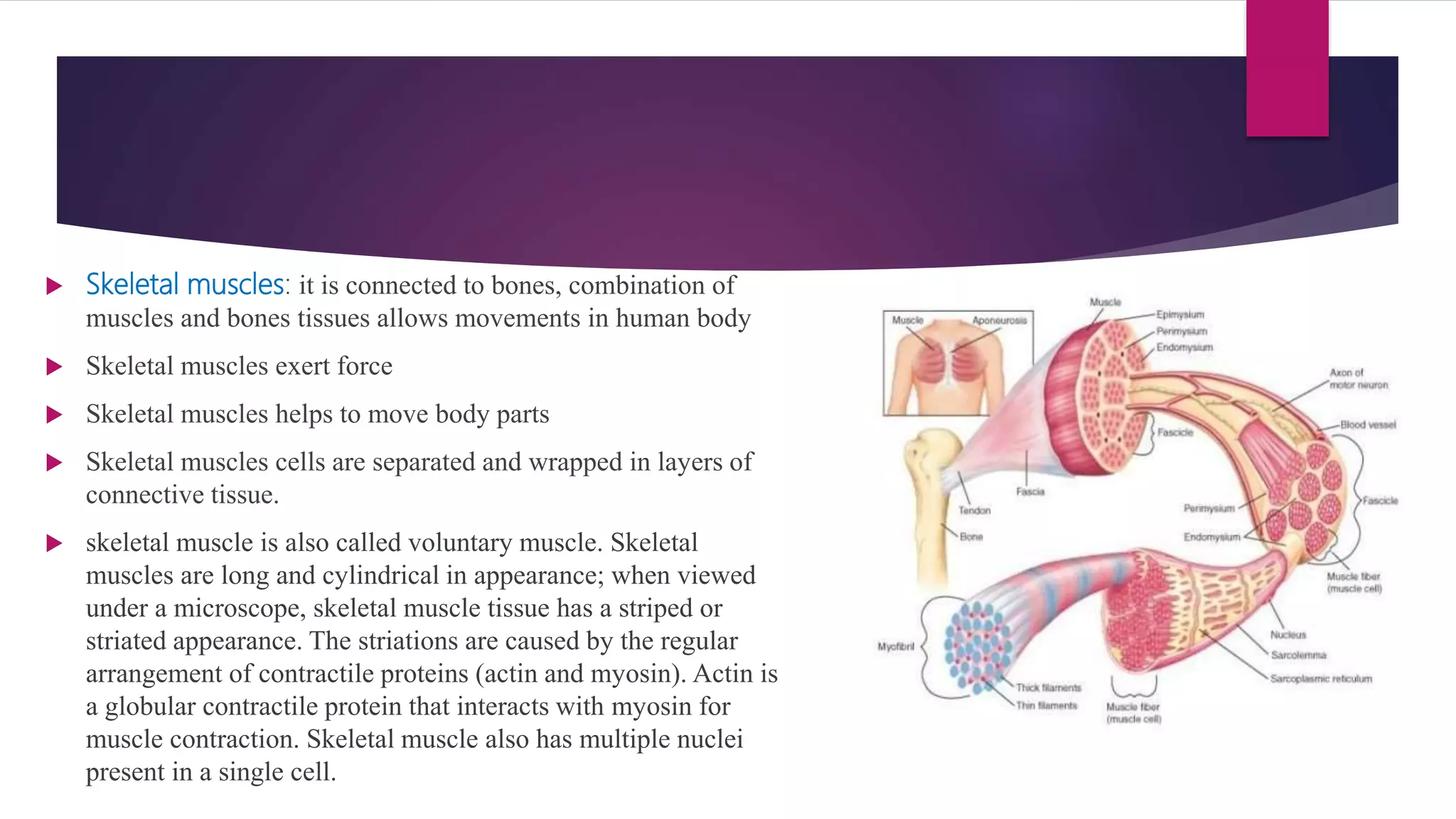 A)musculoskeletal system | PPTX