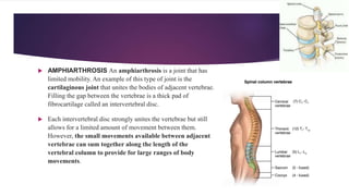 A)musculoskeletal system | PPTX