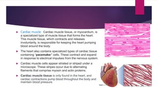A)musculoskeletal system | PPTX