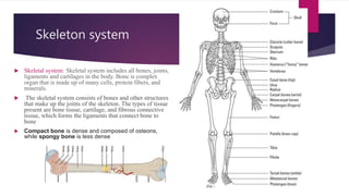 A)musculoskeletal system | PPTX