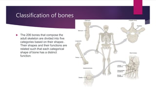 A)musculoskeletal system | PPTX