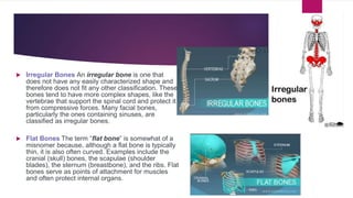 A)musculoskeletal system | PPTX