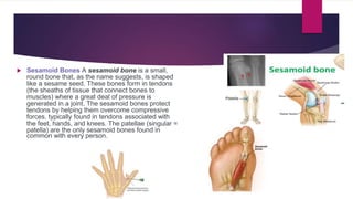 A)musculoskeletal system | PPTX