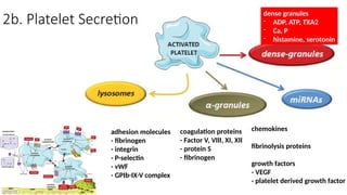 Uremic Platelet Dysfunction and the Kidney Biopsy | PPTX