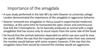 Amygdala | PPTX