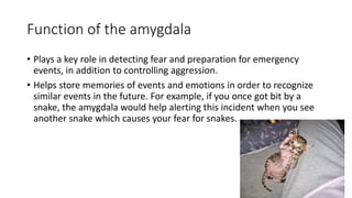 Amygdala | PPTX