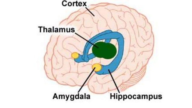 Amygdala
