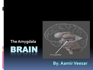 Amygdala | PPTX