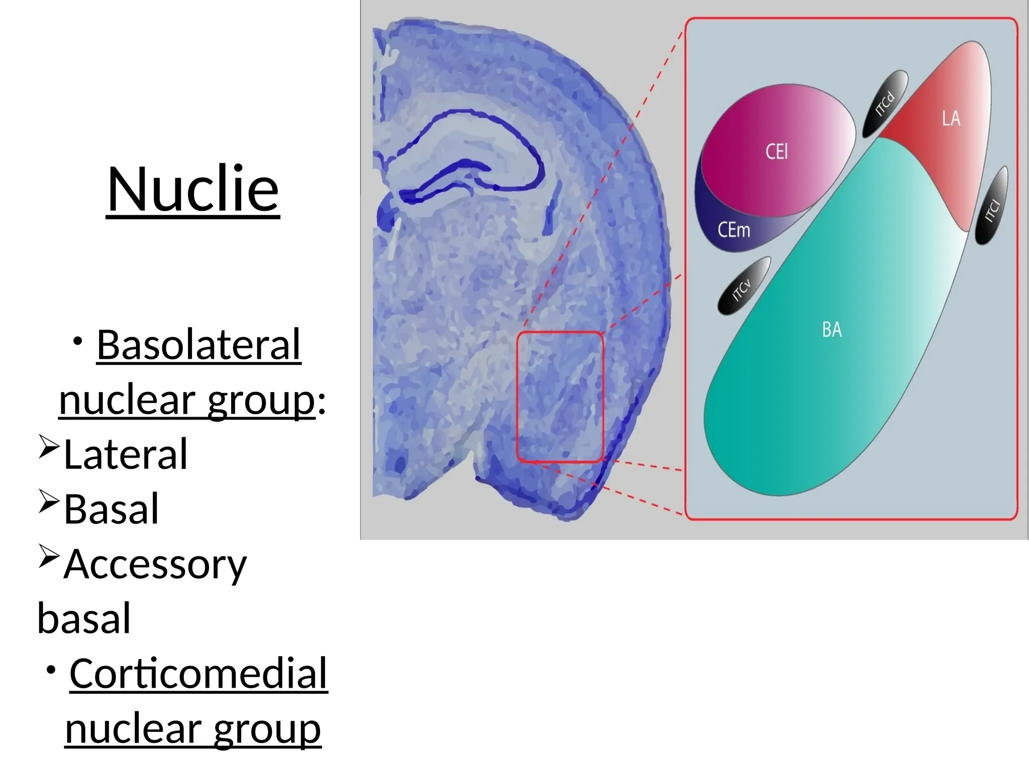 amygdala its structure and function and stuff | PPTX
