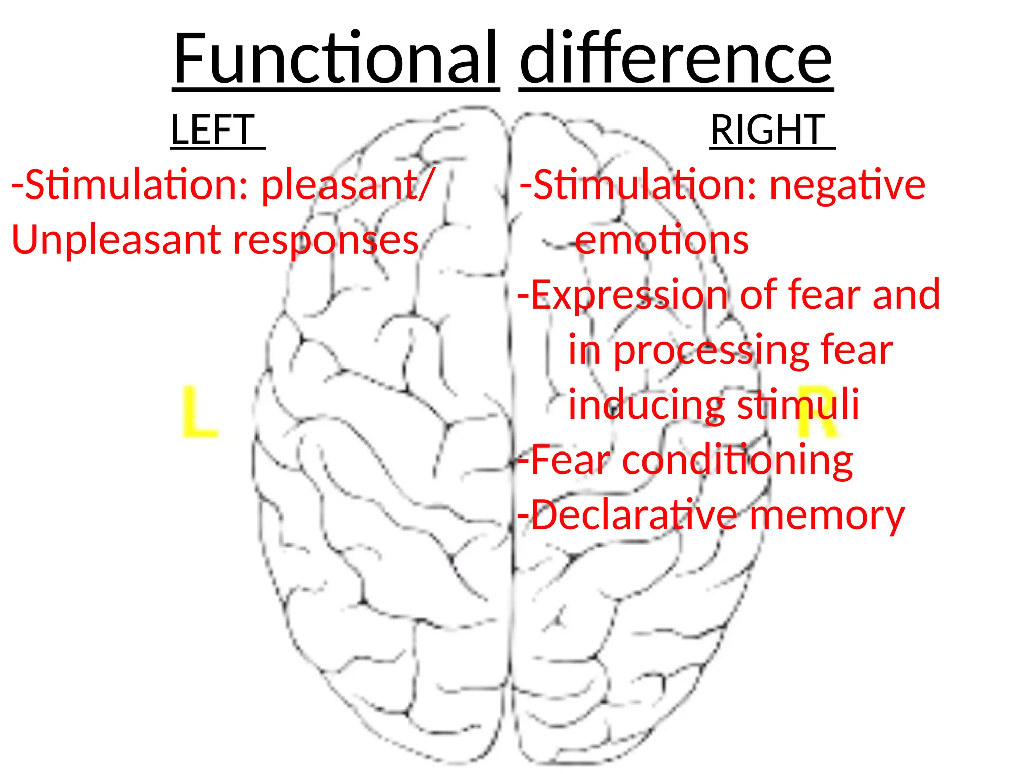 amygdala its structure and function and stuff | PPTX