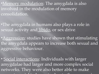 amygdala its structure and function and stuff | PPTX