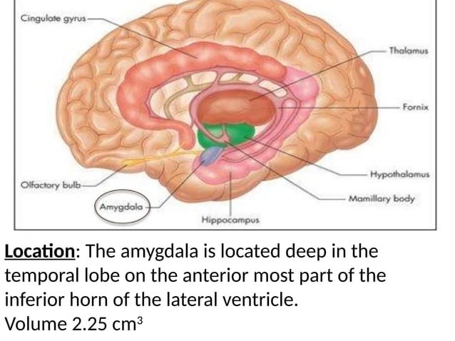 Amygdala Its Structure And Function And Stuff Pptx