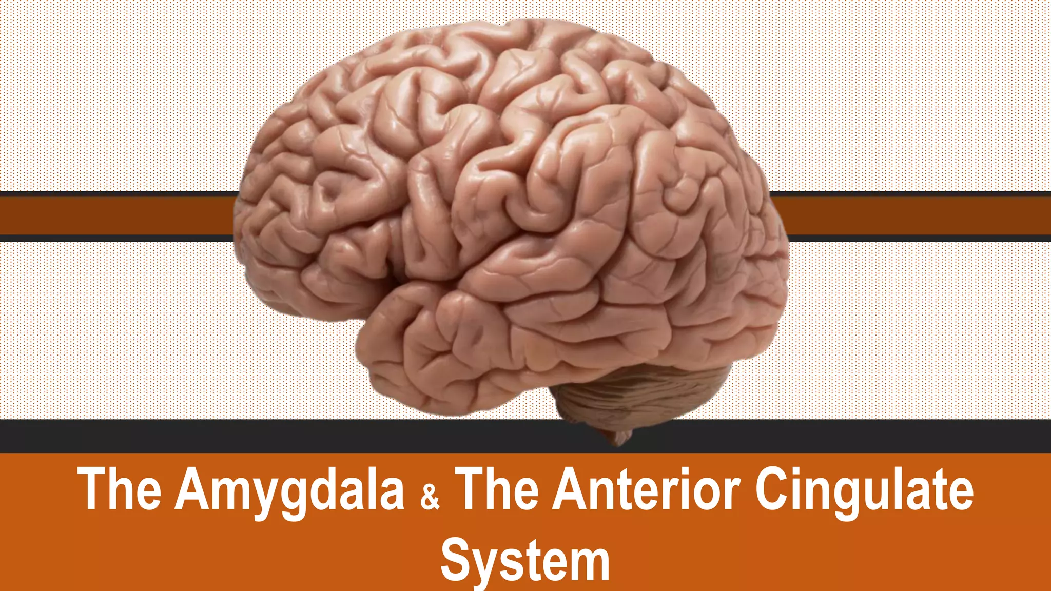 Amygdala & The Anterior Cingulate System | PPT