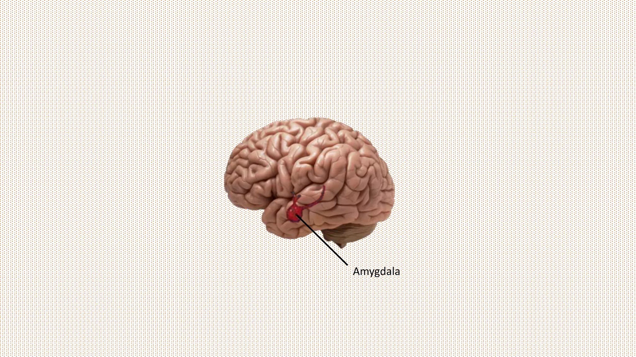Amygdala & The Anterior Cingulate System | PPT