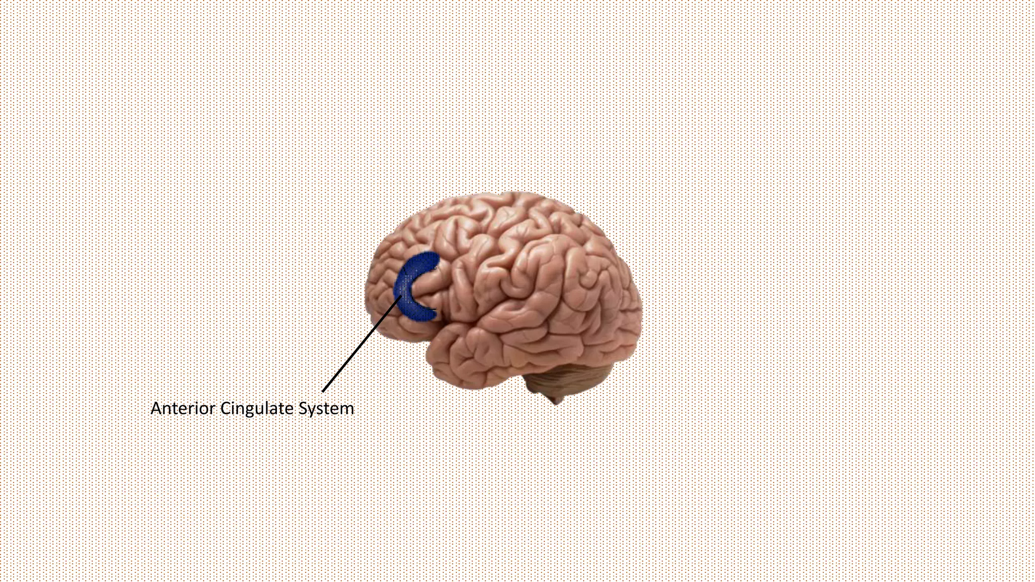 Amygdala & The Anterior Cingulate System | PPT