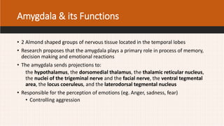 Amygdala & The Anterior Cingulate System | PPT