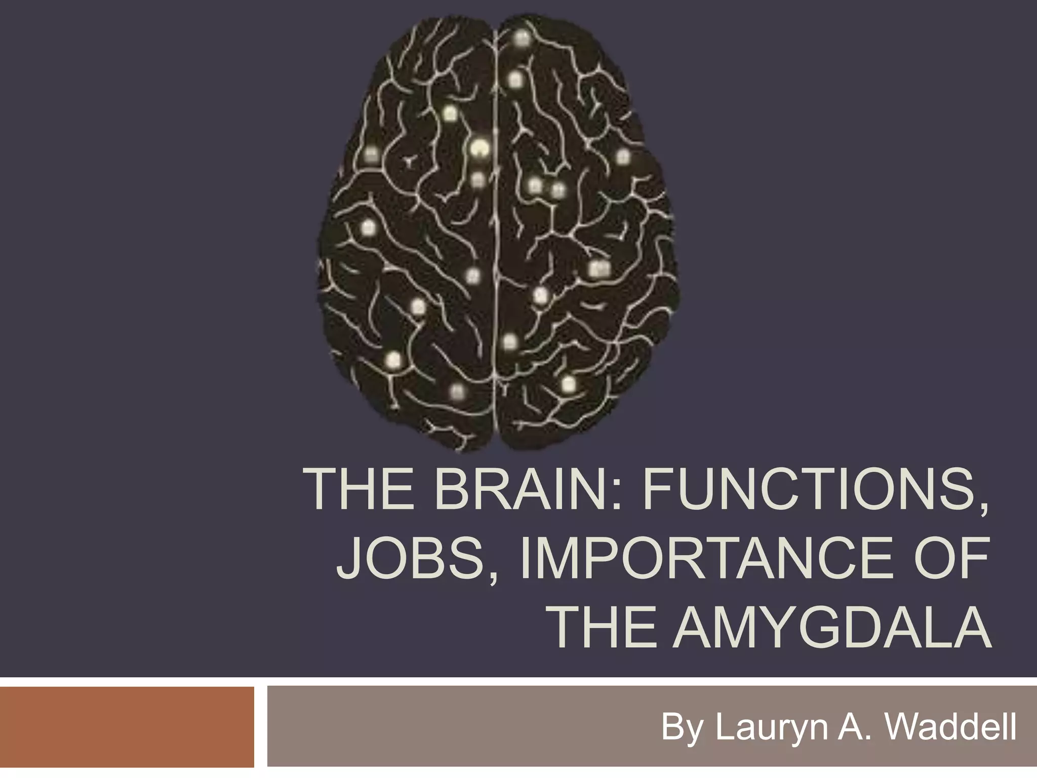 Amygdala Presentation | PPTX