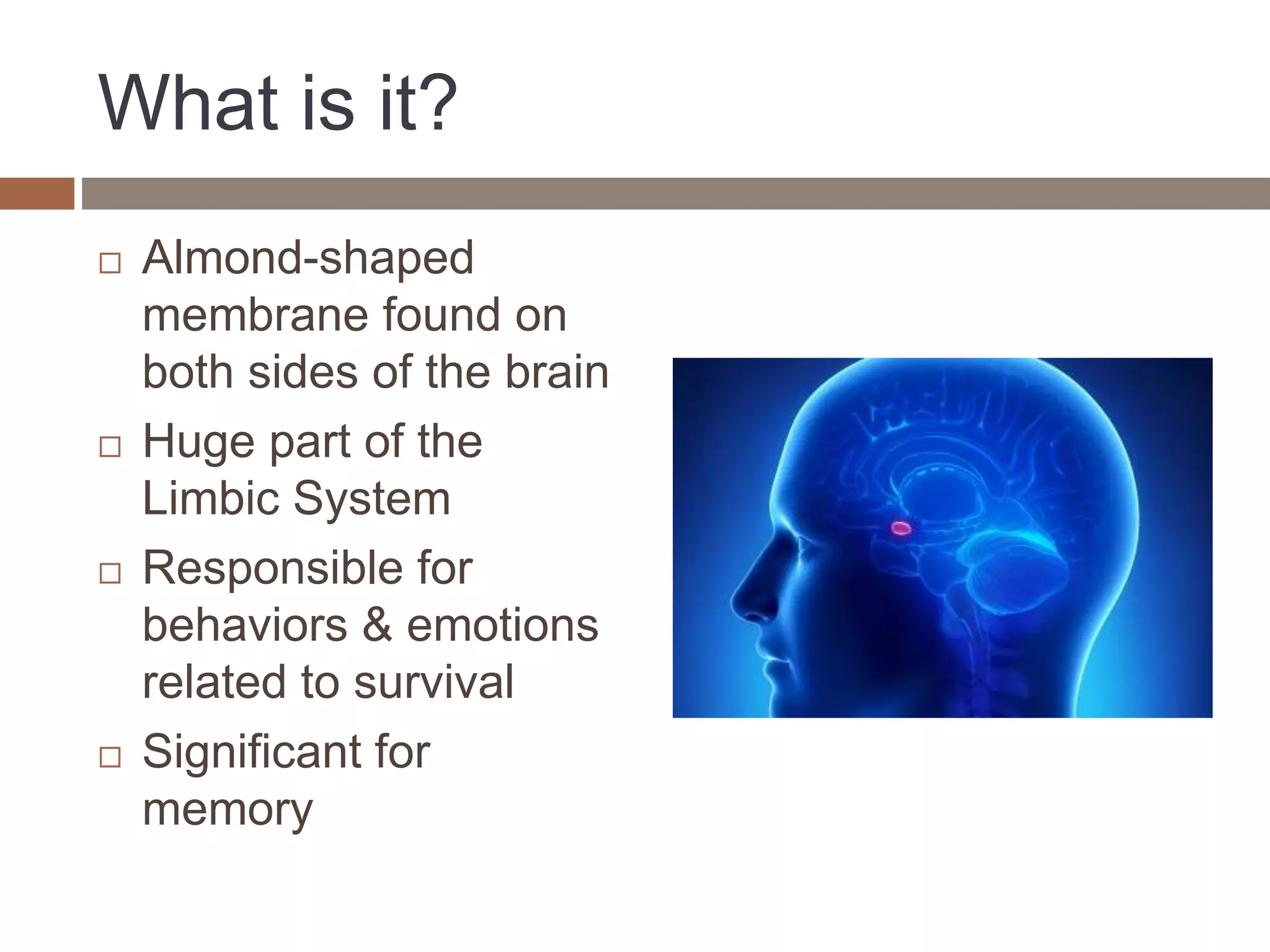 Amygdala Presentation | PPTX