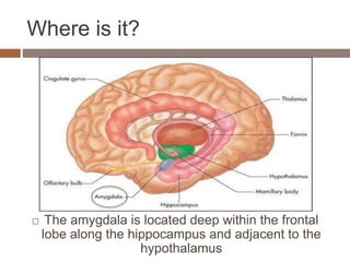 Amygdala Presentation | PPTX