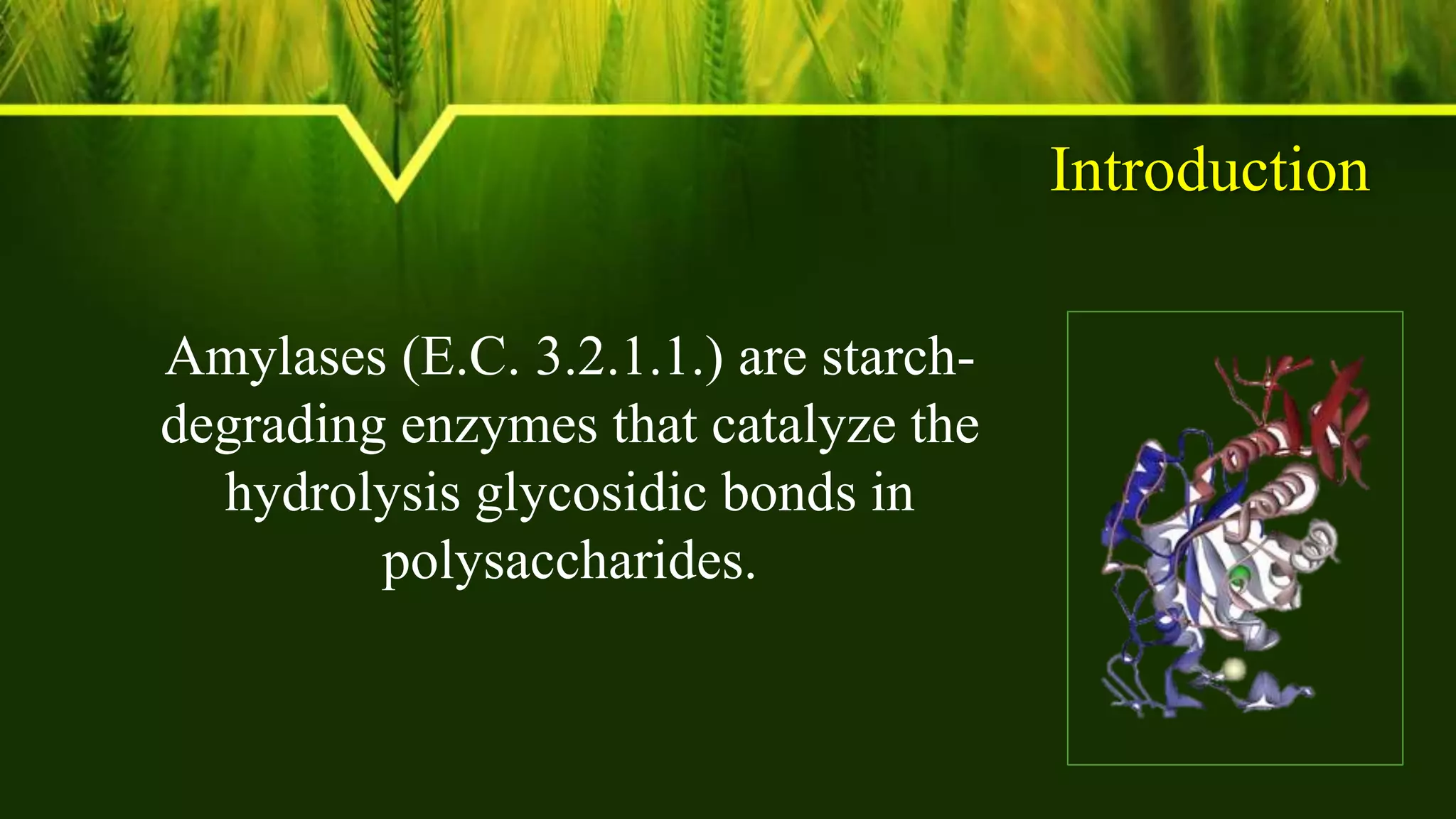 Amylase (Production and application0 | PPTX