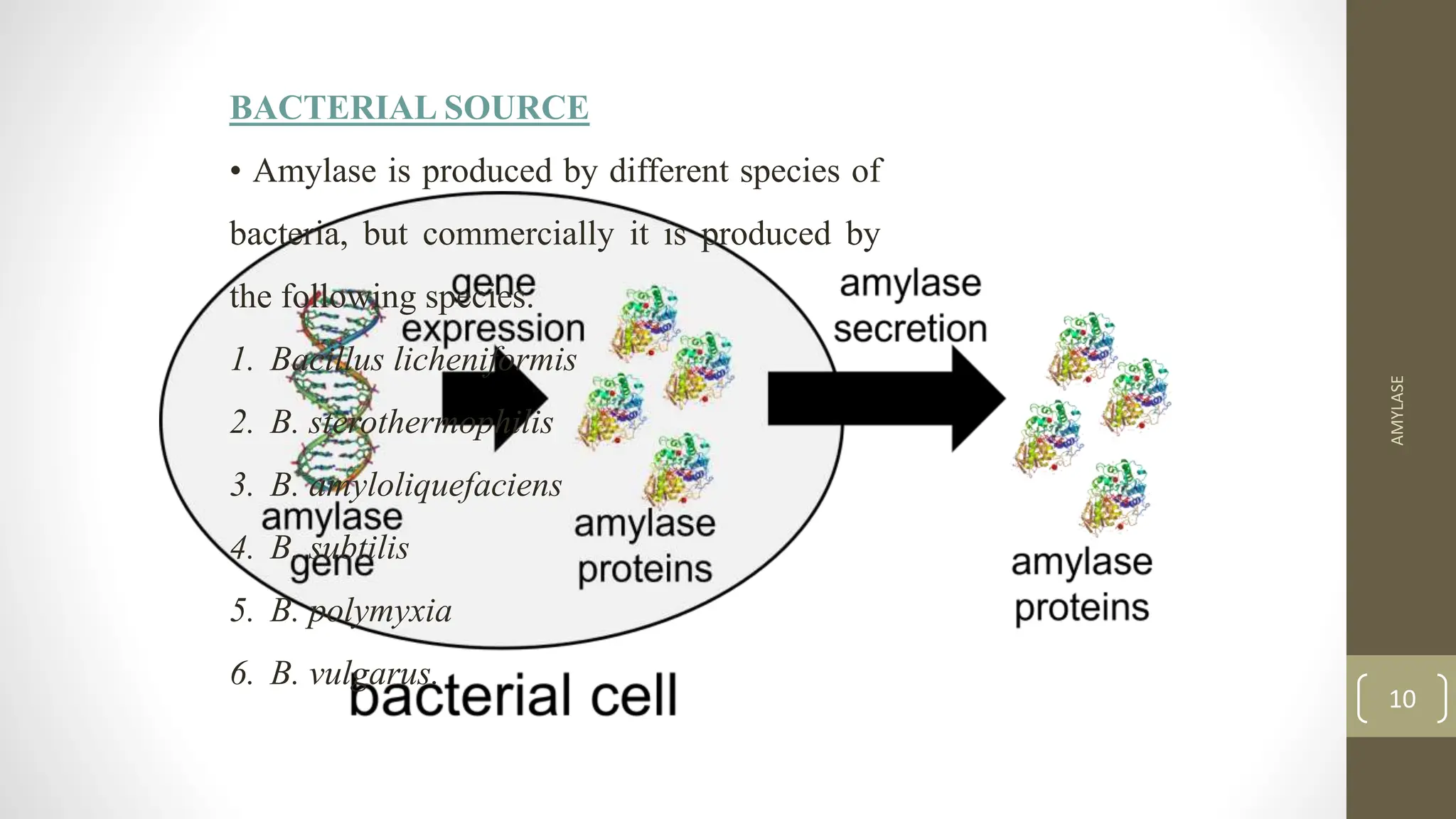 AMYLASE..............................pptx