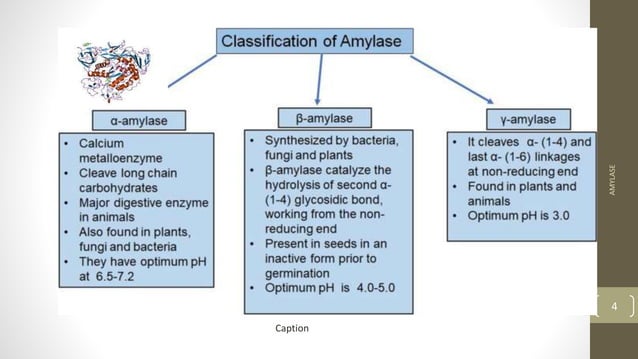 AMYLASE..............................pptx