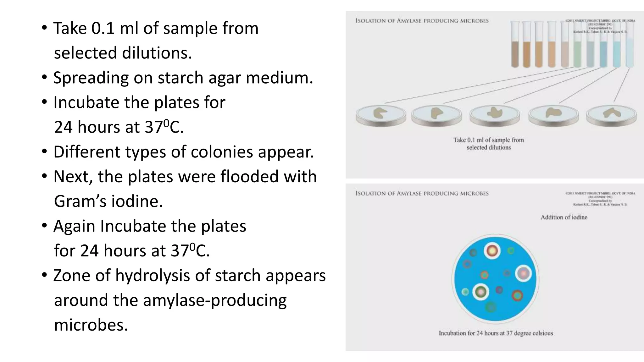 (Amylase) Bacteria-1.pptx