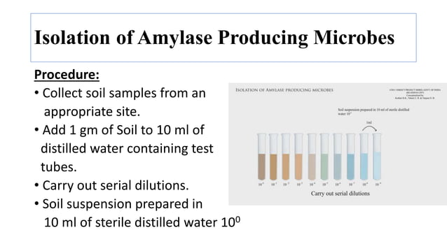 (Amylase) Bacteria-1.pptx