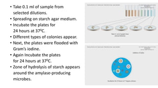 (Amylase) Bacteria-1.pptx