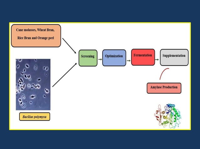 Amylase production | PPTX | Chemistry | Science