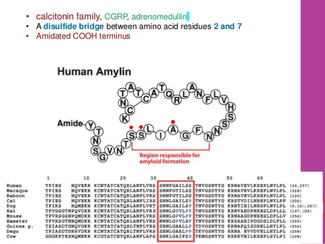 Amylin Mechanism Of Action