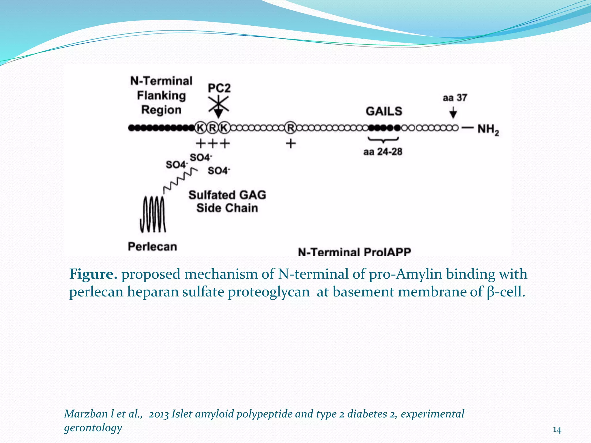Amylin aggregation in type2 diabetes | PPTX