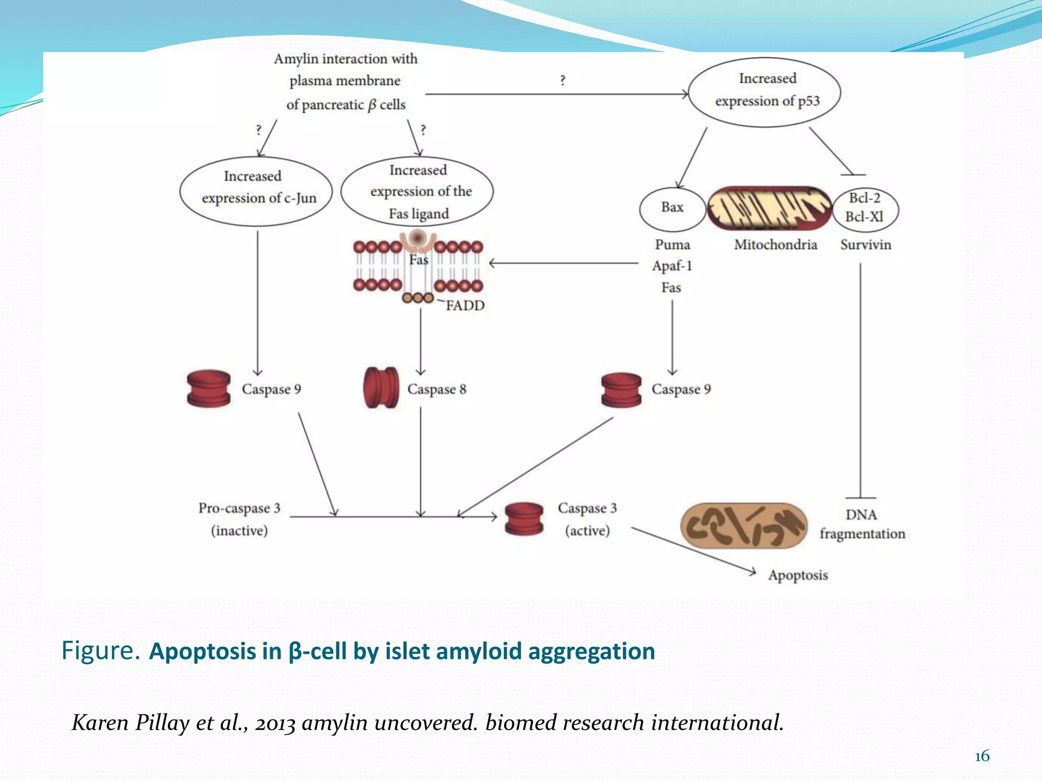 Amylin aggregation in type2 diabetes | PPTX