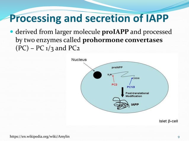 Amylin aggregation in type2 diabetes | PPTX | Endocrine and Metabolic ...
